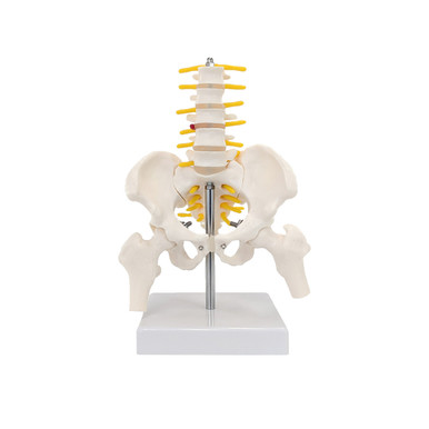 Axis Scientific Pelvis with Lumbar Vertebrae, Half Size | Anatomy Warehouse