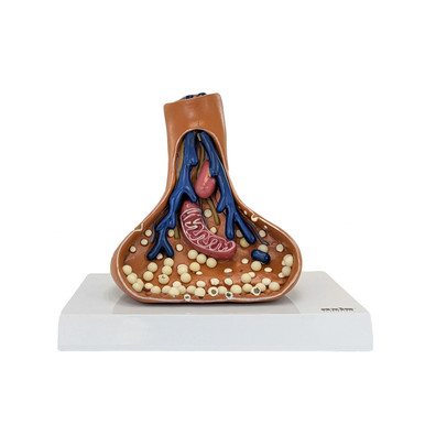 Axis Scientific Model Of A Synapse, Enlarged, Numbered | Anatomy Warehouse