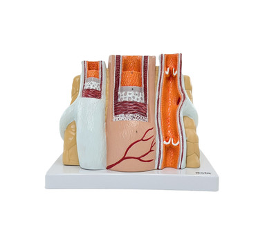 Axis Scientific Enlarged Artery and Vein Anatomy Model | Anatomy Warehouse