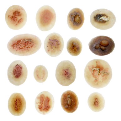 The Anatomy Lab - Insect & Snake Bites Moulage Kit