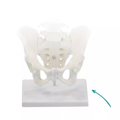 Erler-Zimmer Stand for Spine | Anatomy Warehouse
