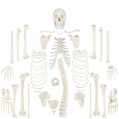 Axis Scientific Complete Disarticulated Life-Size Human Skeleton ...