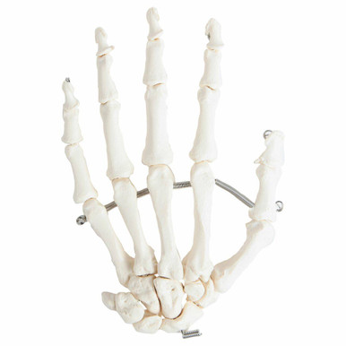Axis Scientific Articulated Hand Skeleton | Anatomy Warehouse