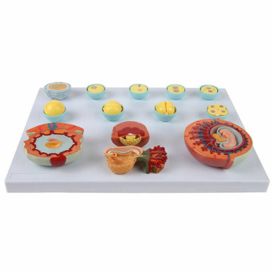 Axis Scientific Human Fertilization and Early Embryogeny Model ...