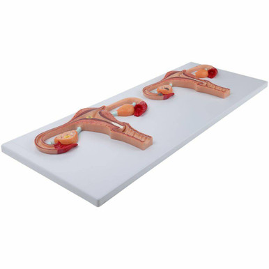 Axis Scientific Fertilization Process Model | Anatomy Warehouse