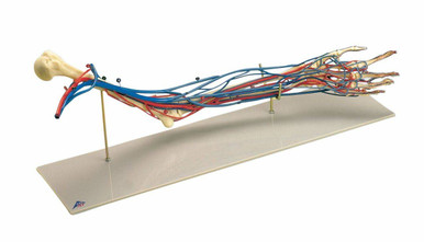 3B Scientific Vascular Arm Anatomy Model Life Size | Anatomy Warehouse