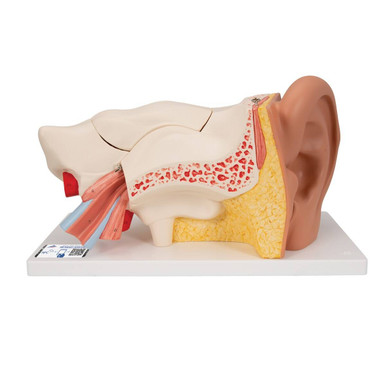 3B Scientific Human Ear Anatomy Model | Anatomy Warehouse