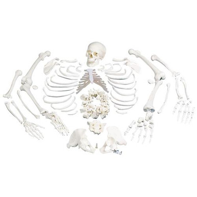 3B Scientific Disarticulated Human Skeleton Anatomy Model | Anatomy ...