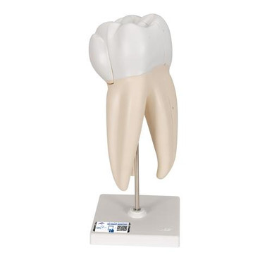 3B Scientific Upper Triple-Root Molar Tooth Anatomy Model | Anatomy ...