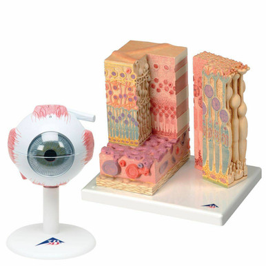 3B Scientific Eye Anatomy Model Set | Anatomy Warehouse