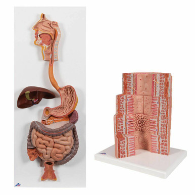 Digestive System Lab Model Labeled Anatomical Teaching Models