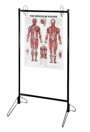 Anatomical Chart Company Portable Chart Stand | Anatomy Warehouse