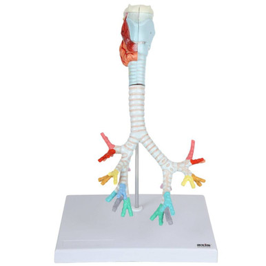 Axis Scientific Larynx, Trachea, and Bronchi Model | Anatomy Warehouse