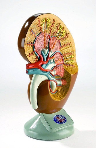 Denoyer-Geppert Deluxe Left Kidney Anatomy Model | Anatomy Warehouse