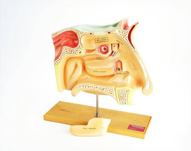 Denoyer-Geppert Human Sinuses Anatomy Model | Anatomy Warehouse