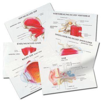 GPI Anatomicals Anatomical Education Transparency Set | Anatomy Warehouse