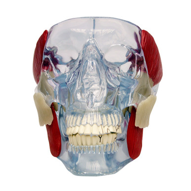 GPI Anatomicals TMJ Clear Skull Anatomy Model | Anatomy Warehouse
