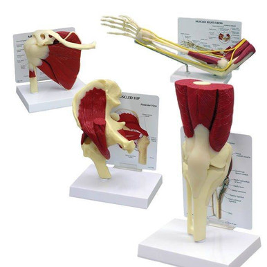 GPI Anatomicals Muscled Joint Model Set | Anatomy Warehouse
