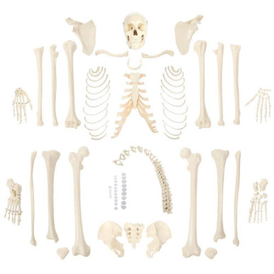 Rudiger Anatomie Premium Complete Disarticulated Skeleton | Anatomy ...