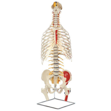 Rudiger Anatomie Premium Painted and Numbered Flexible Spine with Ribs ...