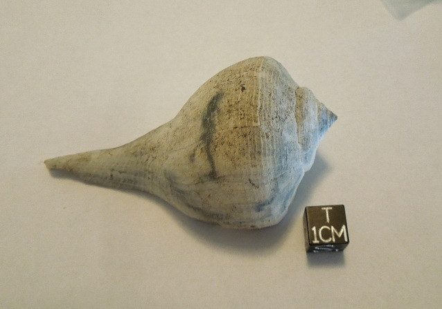 Fossil Whelk, Sinistrofulgur sp, Miocene-Pliocene, Bone Valley ...