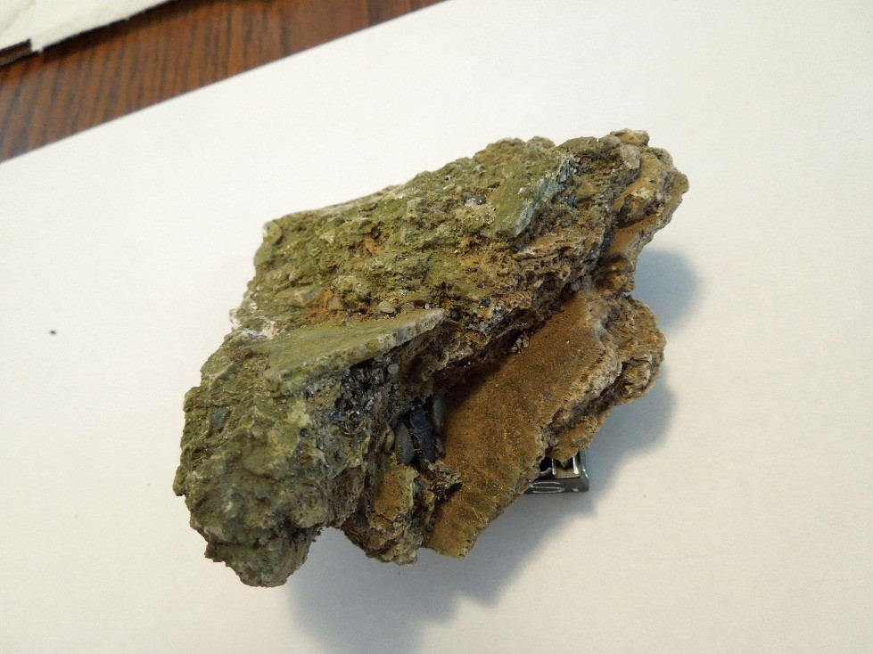 Fossil Echinoidea Hash Concretion, Miocene Sand Dollars - Galactic ...