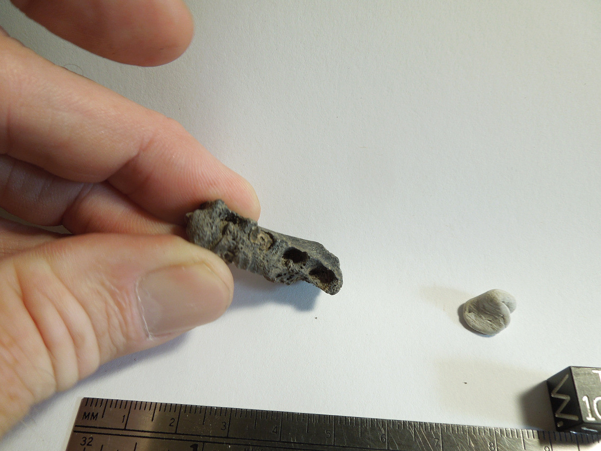 Fossil Alligator Jaw Section, Pleistocene, Peace River - Galactic Stone ...