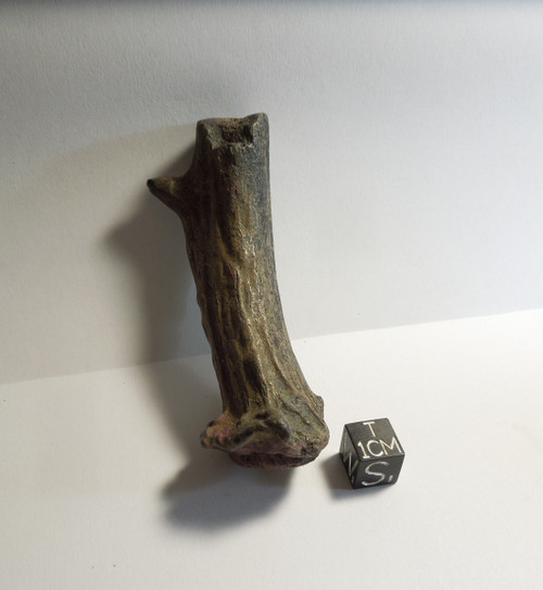 Pleistocene Deer Antler, Bone Valley, Peace River, Florida - Galactic ...