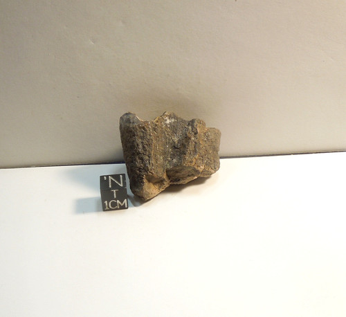 Giant Ground Sloth, Partial Tooth, Eremotherium Eomigrans, Pleistocene