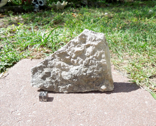 Fossil Mortality Hash Plate, Ordovician, Crinoids, Brachiopods ...