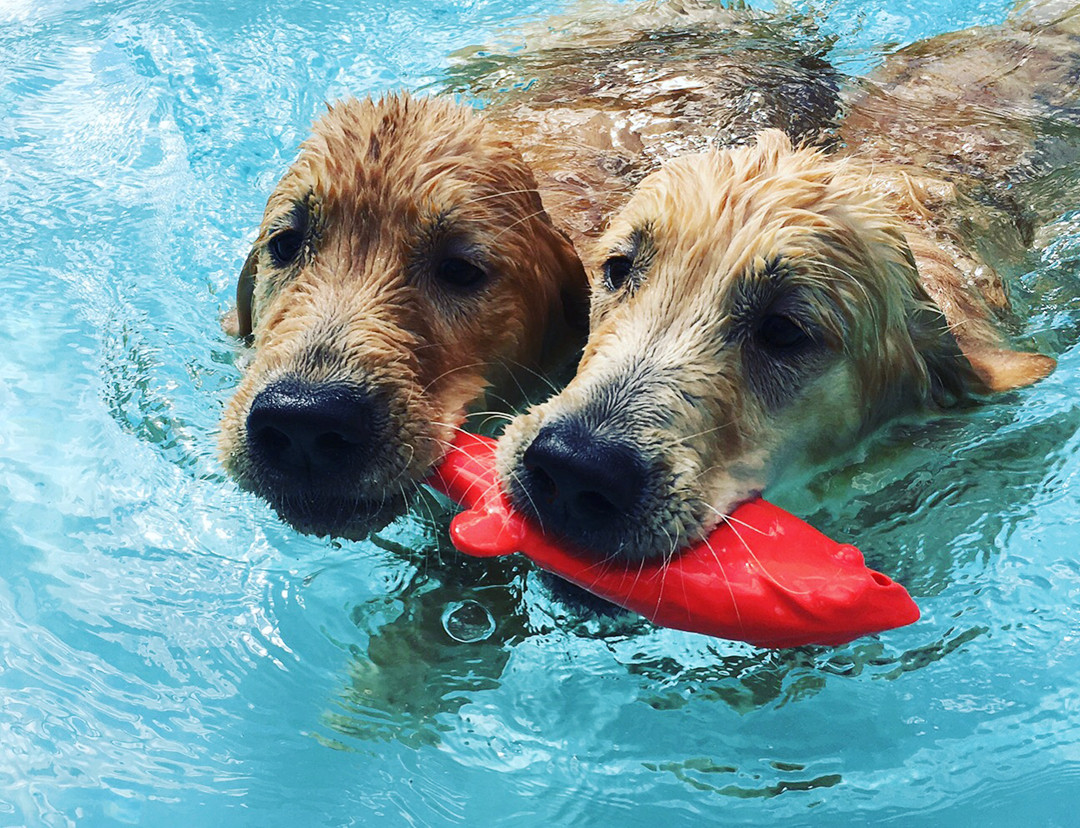 Flying Fish and Minnow - A Better Way Pet Care