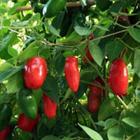 Inca Red Drop peperzaden