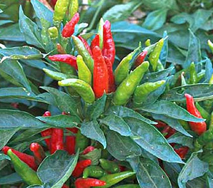 Thai Dragon Chili