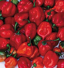 Habanero Red - Tomatoseeds