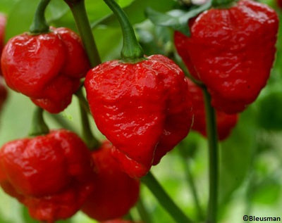 Trinidad Moruga Scorpion Red - chili seeds