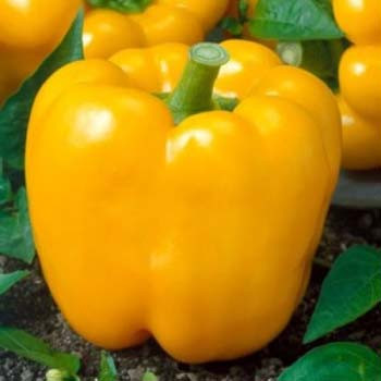Golden California Wonder pepper seeds