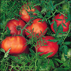 Silver Fir Tree tomato seeds