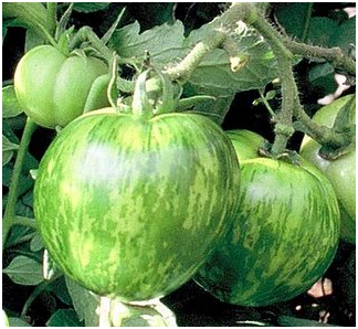 Green Zebra tomato seeds