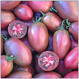 Ukrainian Purple