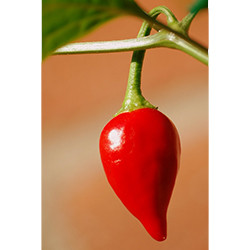 Inca Red Drop chili seeds