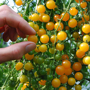 Currant Gold Rush tomato seeds