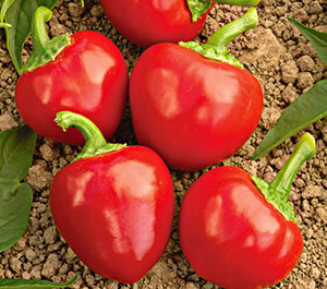 Big Bomb chili seeds