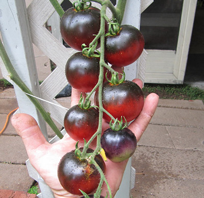 Indigo Apple tomato seeds