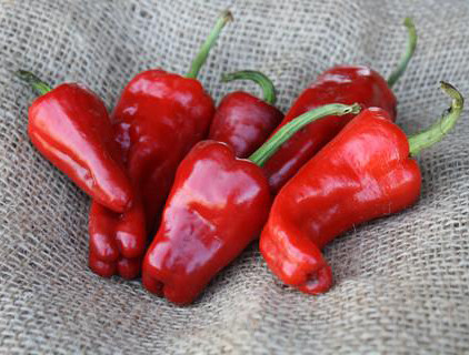 Chimayo chili seeds