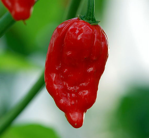 Dorset Naga chili seeds