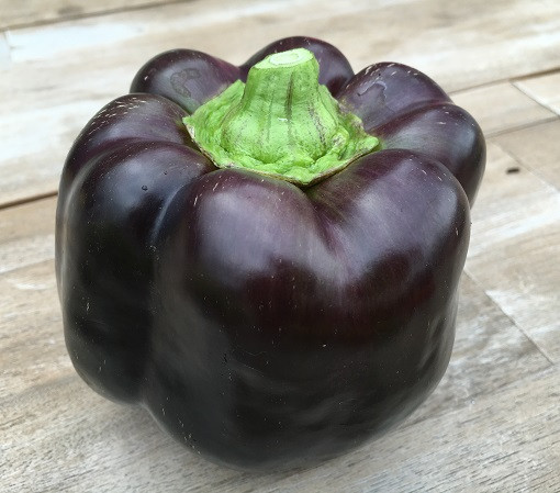 Purple Bell paprika seeds