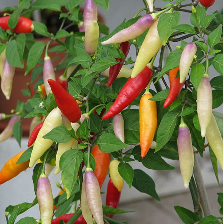 Aji Omnicolor