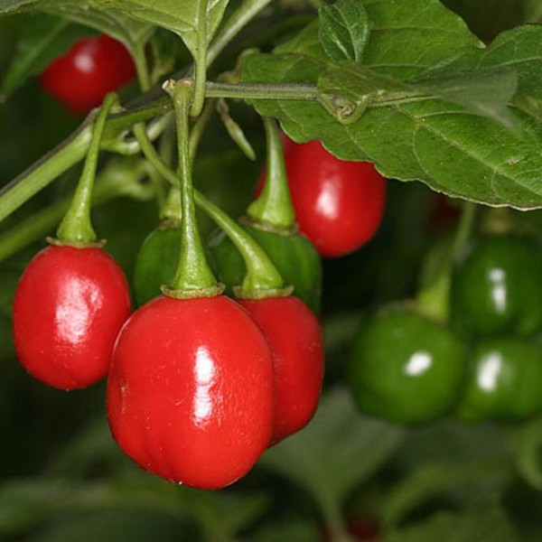 Bode Red chili seeds