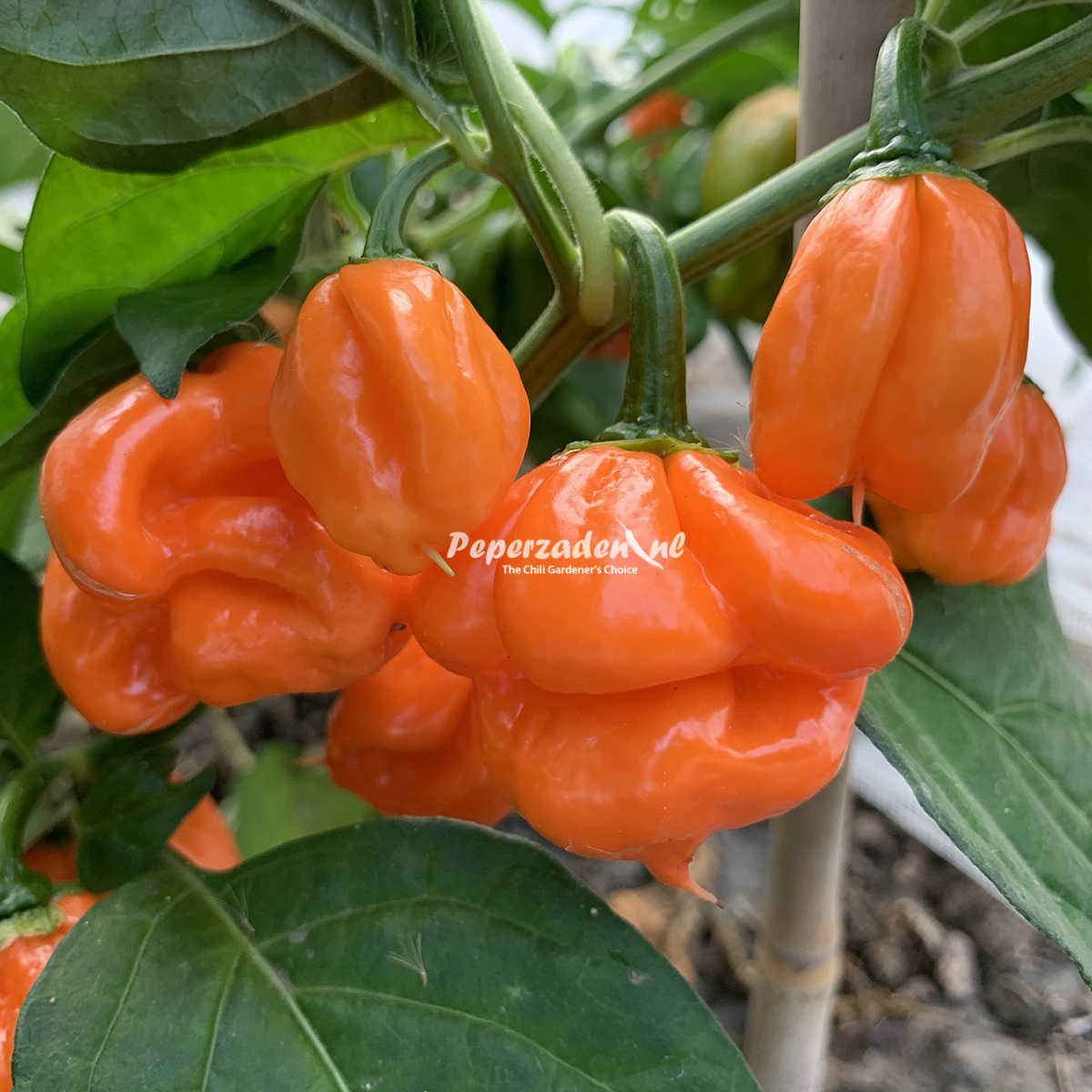 Scotch Bonnet Freeport Orange chili seeds