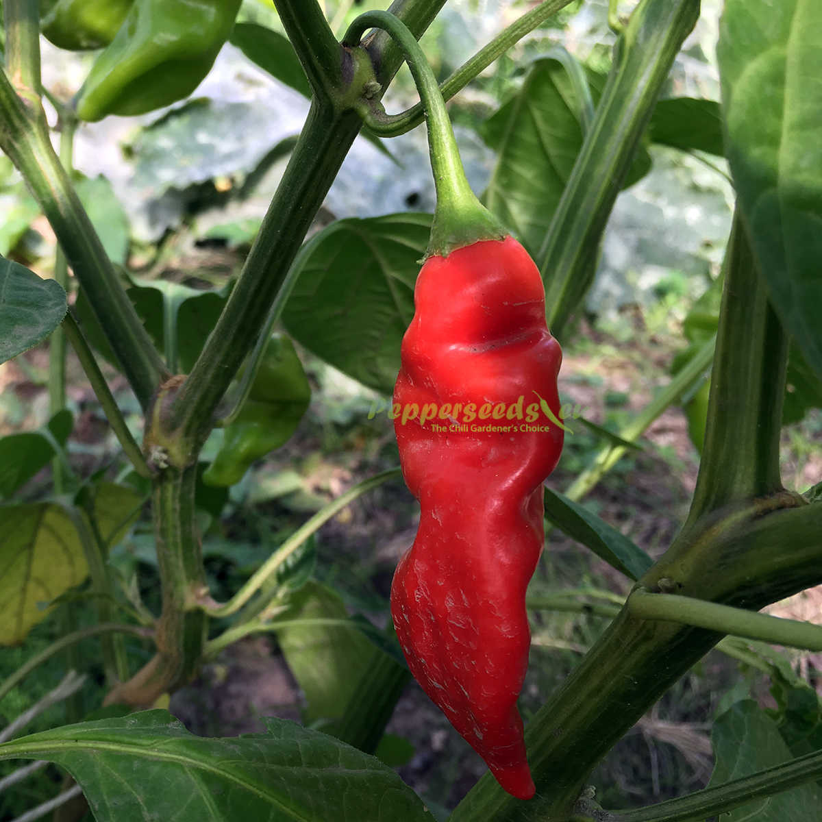 Aji Colorado Chili Seeds Aji Colorado Chili Seeds